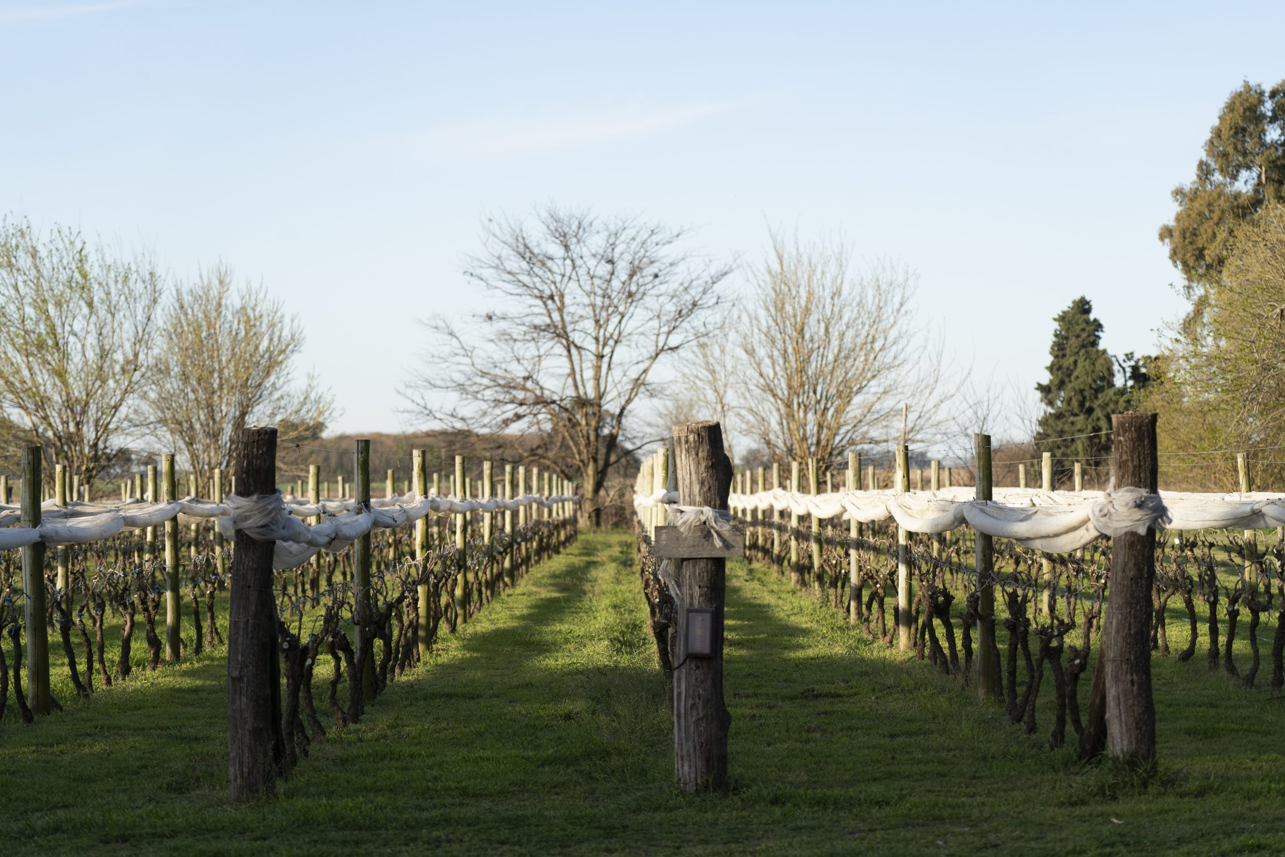 Las Antípodas, el viñedo que pone a Junín en el Mapa del Vino – Rincon ...